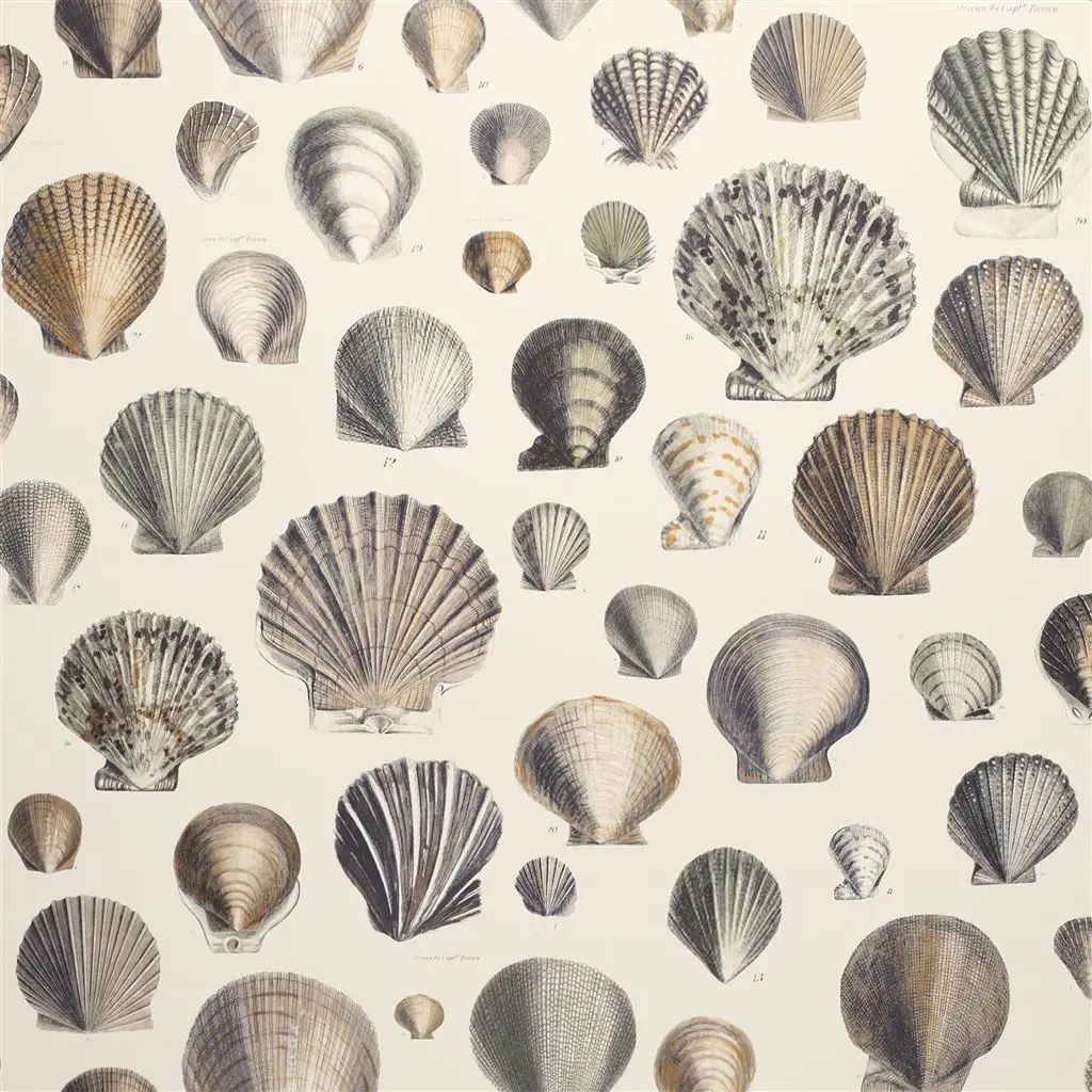 John Derian Cpt Thomas Browns Shells 2 PJD6000-02 Wallpaper | 40% Off ...